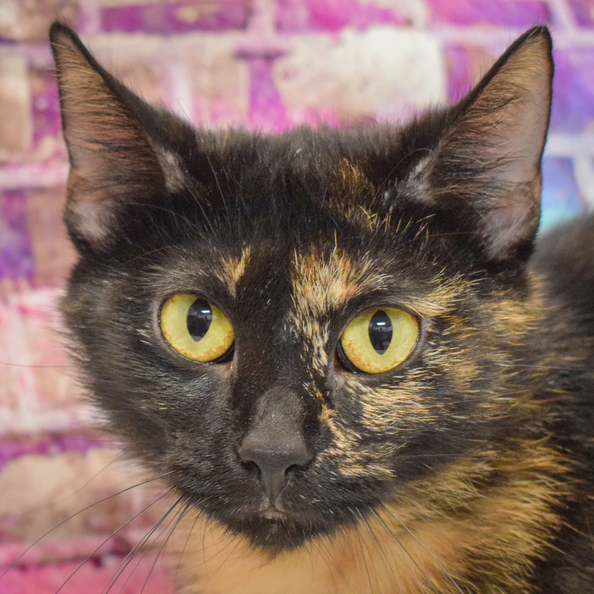 Mabel - Animal House Shelter