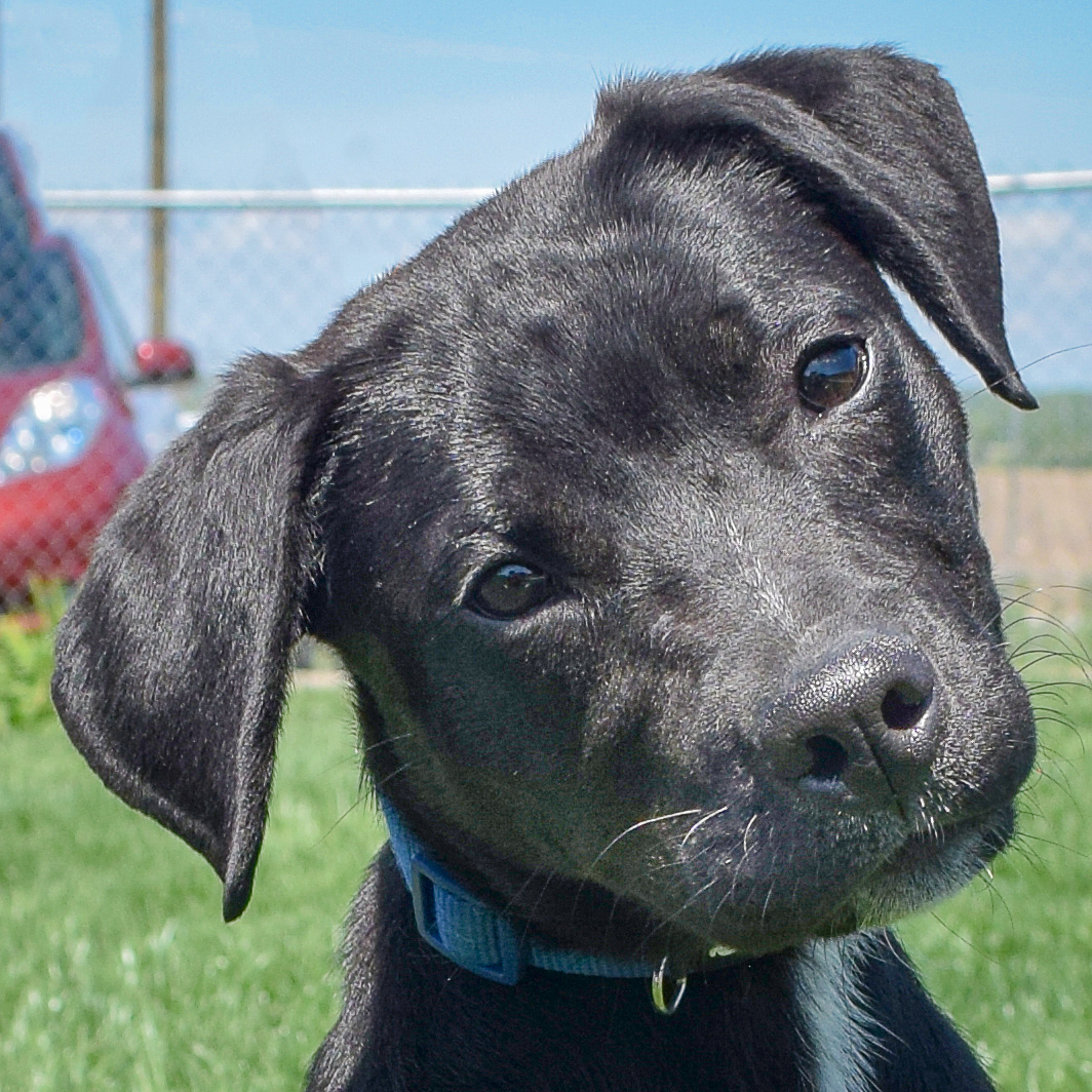 Randy - Animal House Shelter