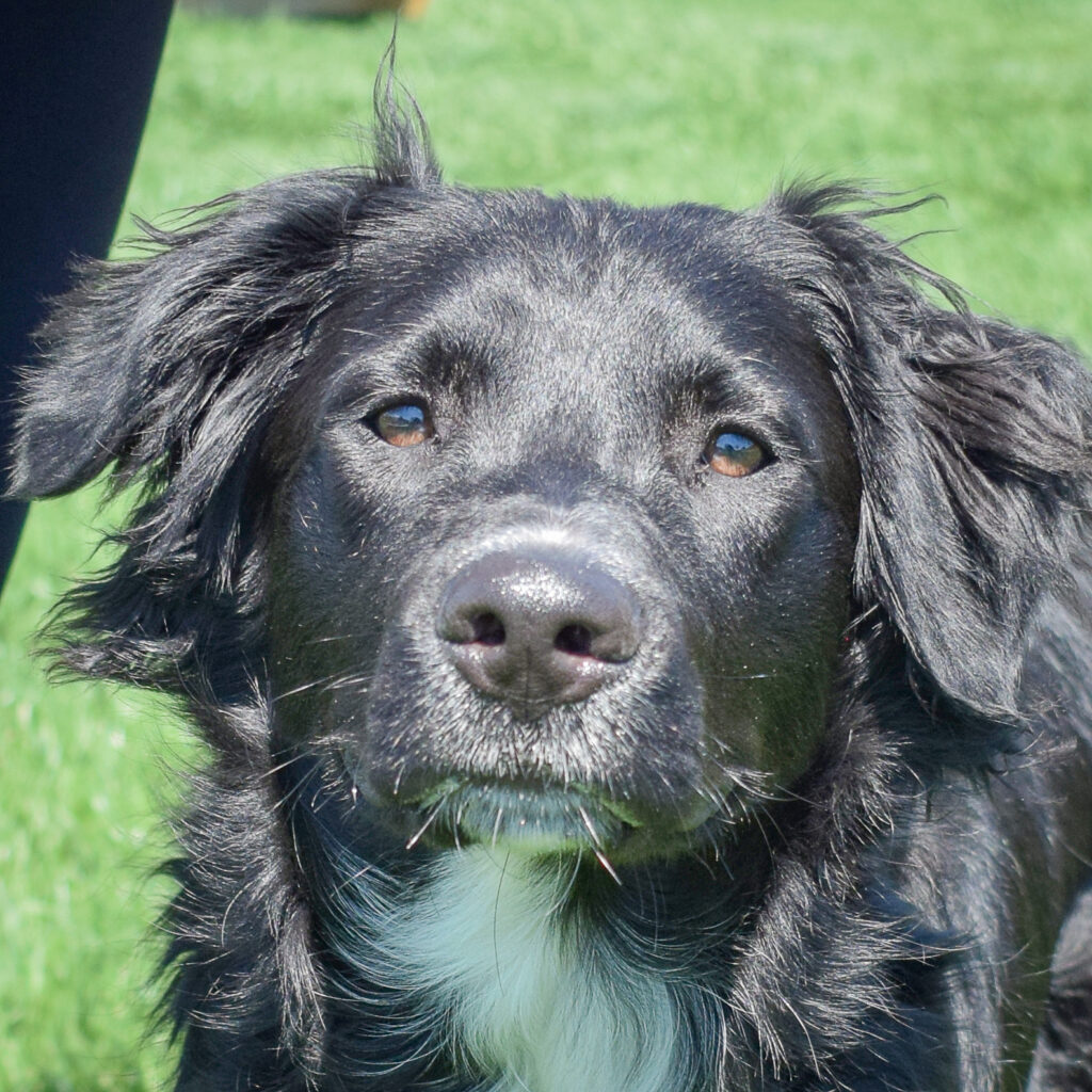 Rocket - Animal House Shelter