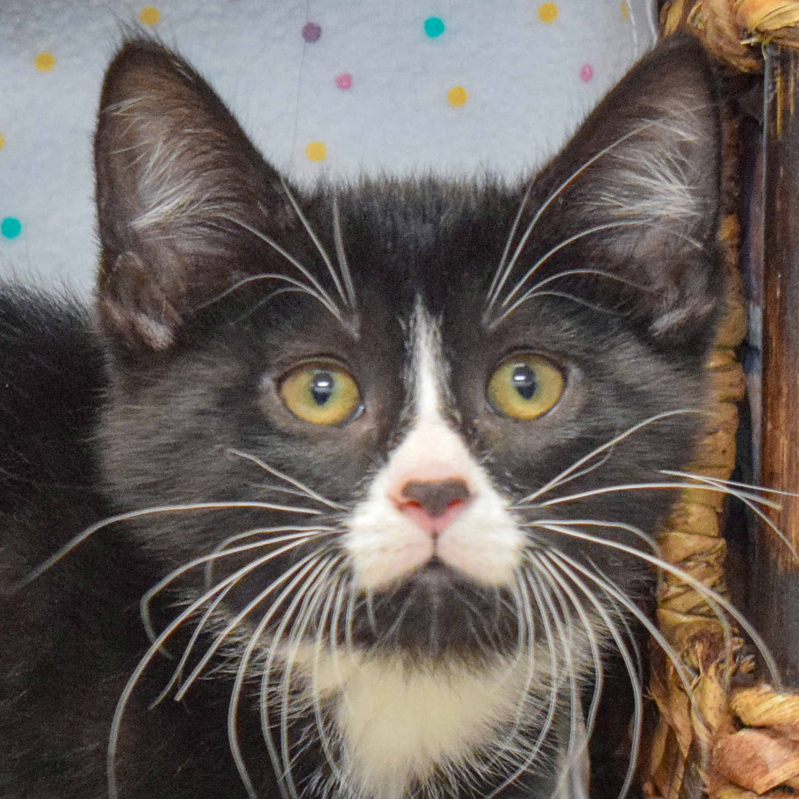 Rocket - Animal House Shelter