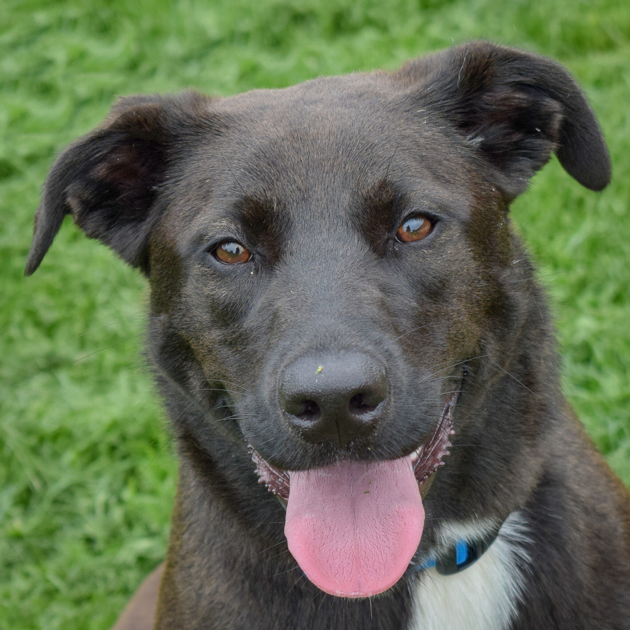 Sally - Animal House Shelter