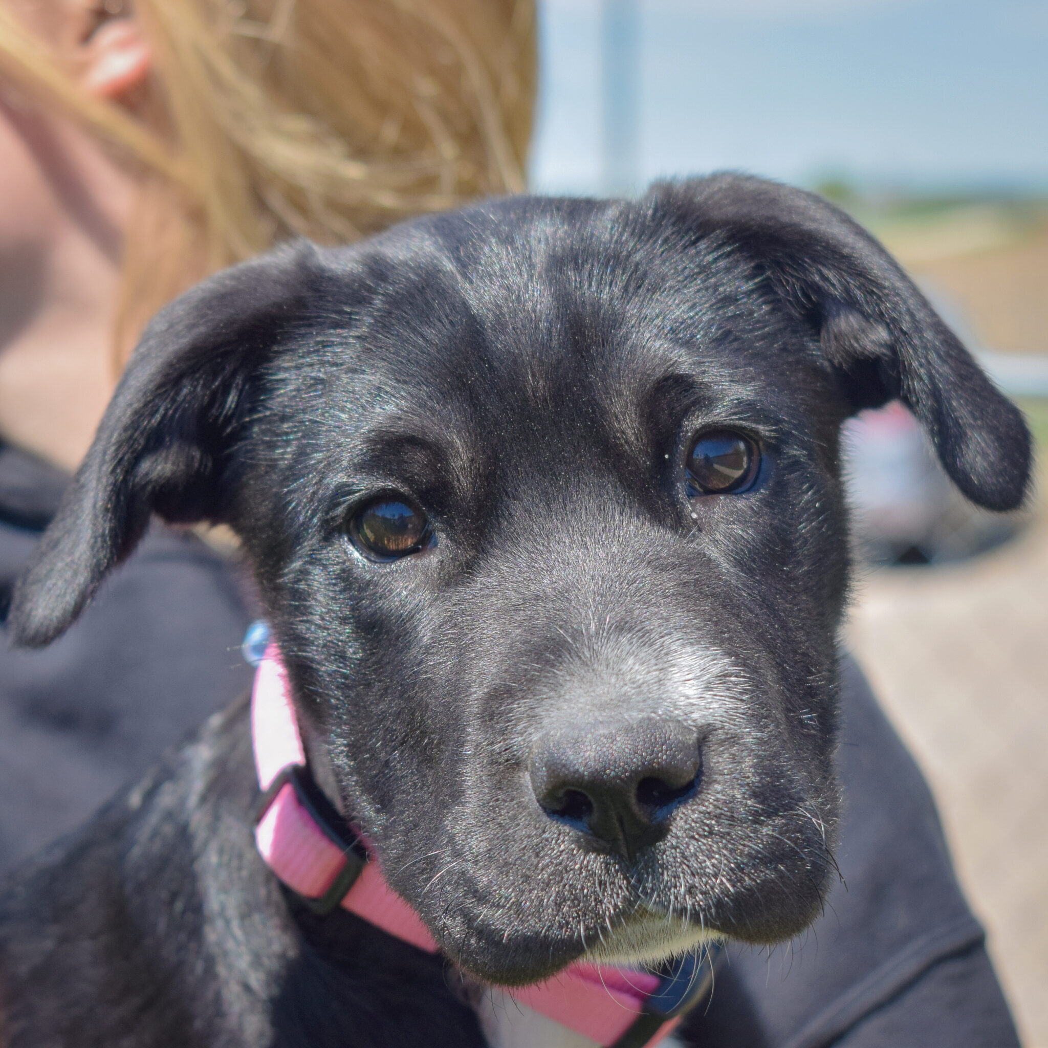 Stormy - Animal House Shelter
