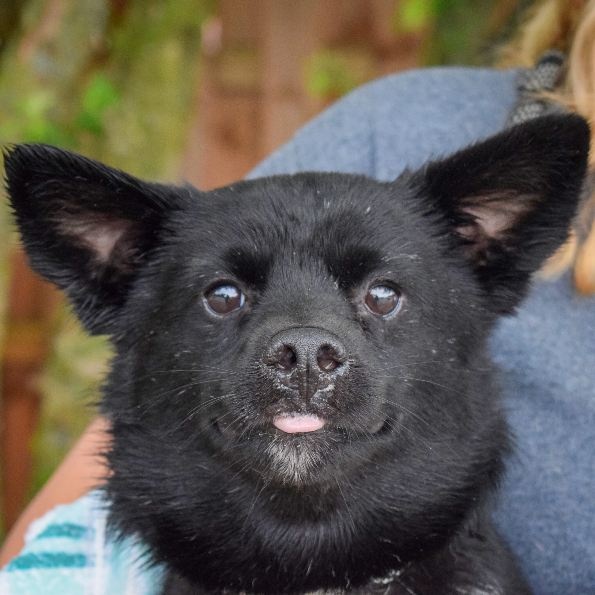 Washington - Animal House Shelter