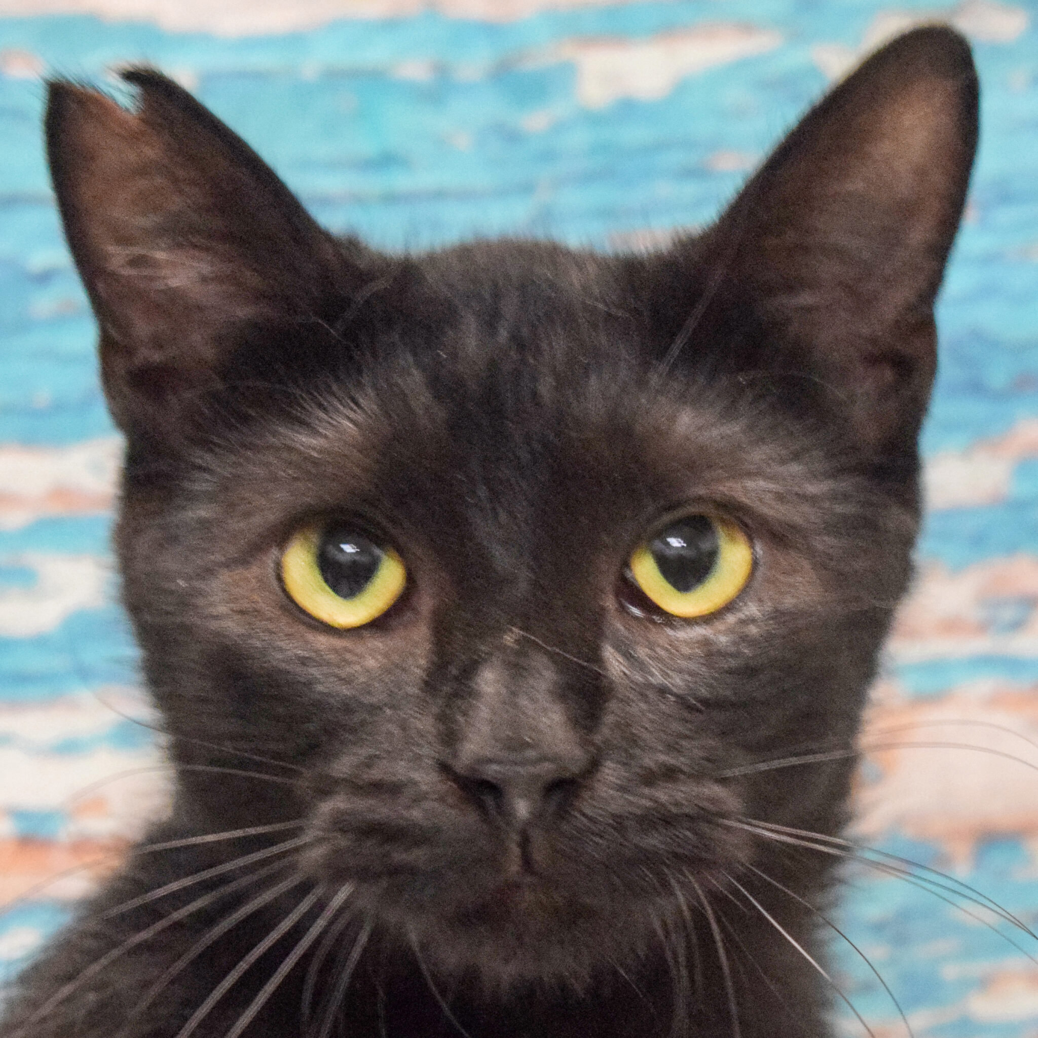 Neil Peart - Animal House Shelter