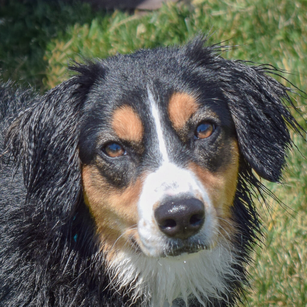 Angie - Animal House Shelter