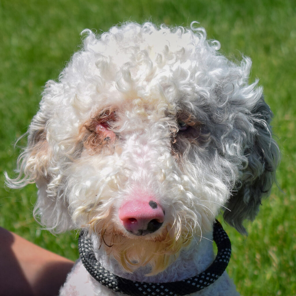 Avalon - Animal House Shelter