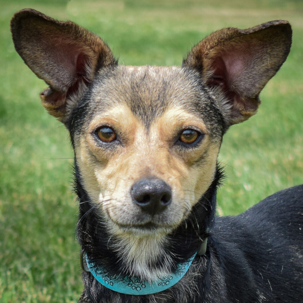 Chichi - Animal House Shelter