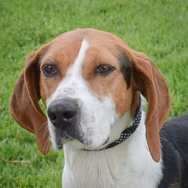 Find a Dog to Adopt or Foster near me | Animal House Shelter