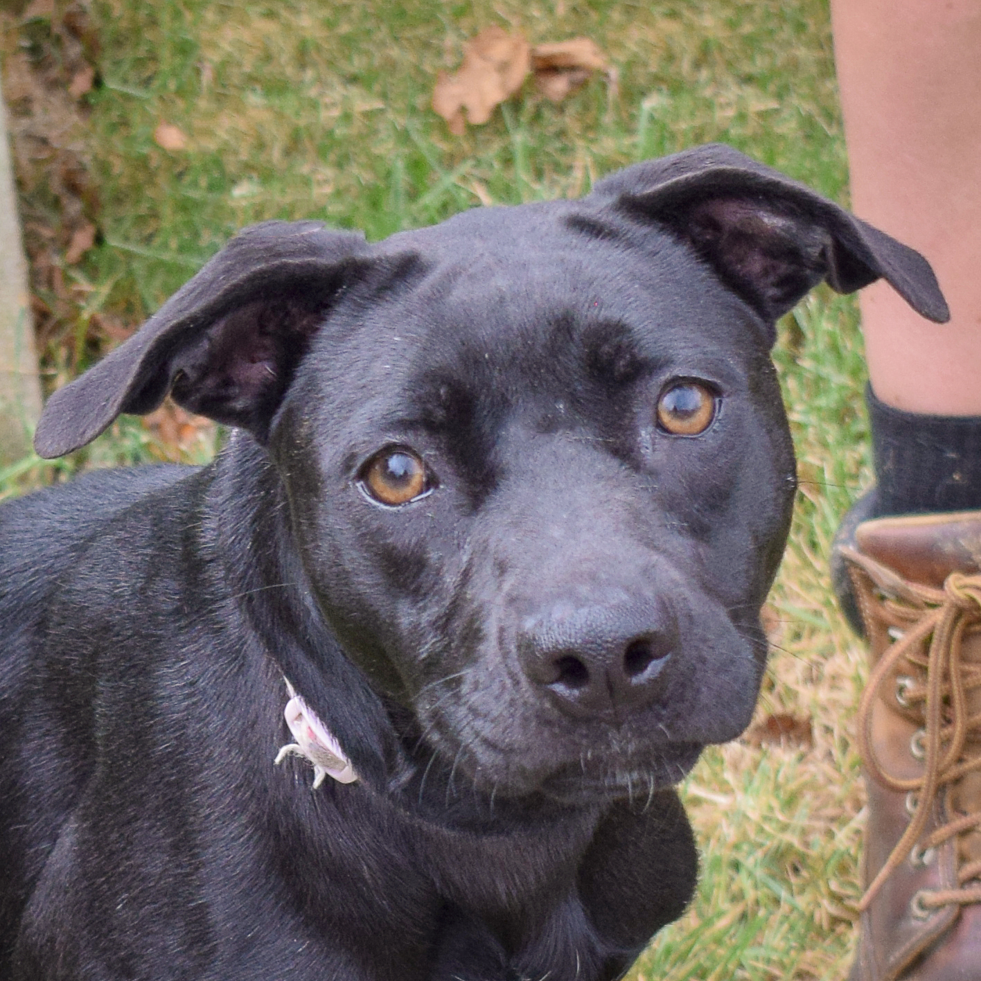 Duchess - Animal House Shelter