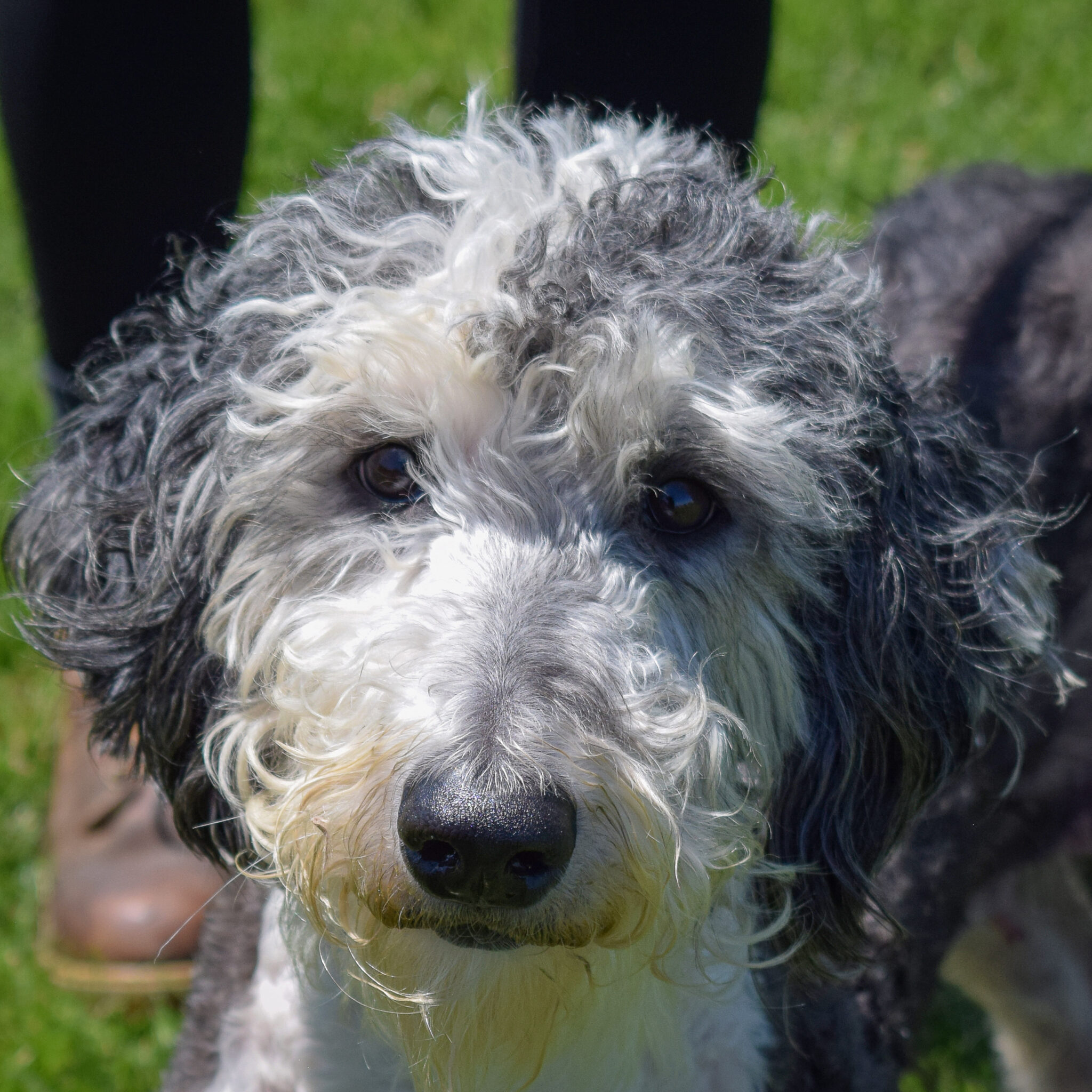 Ellie - Animal House Shelter