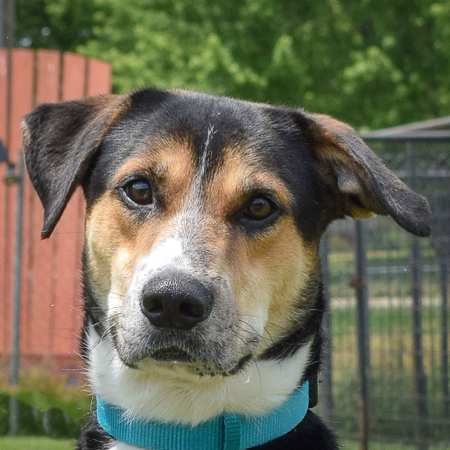 Guy - Animal House Shelter