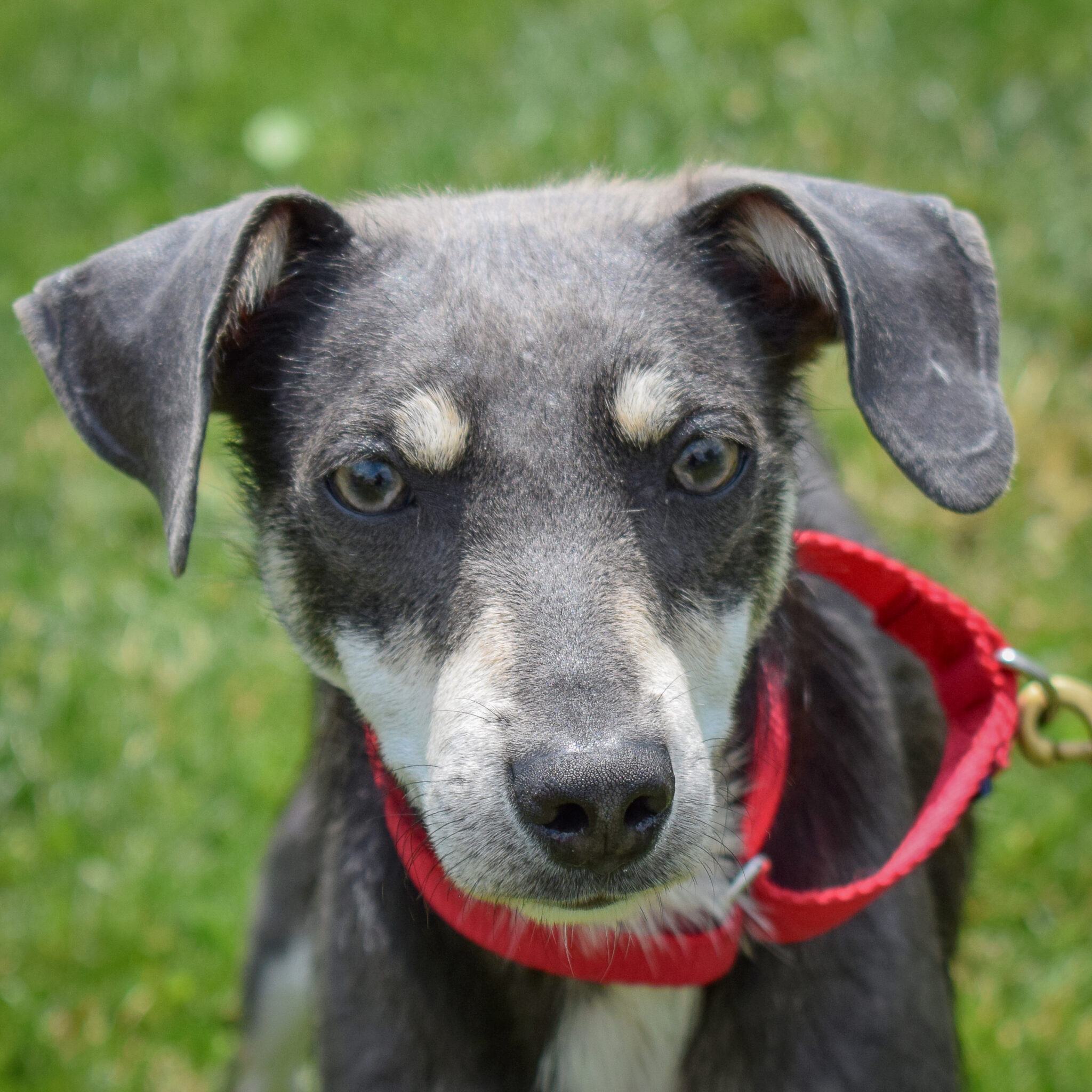 Hazel - Animal House Shelter