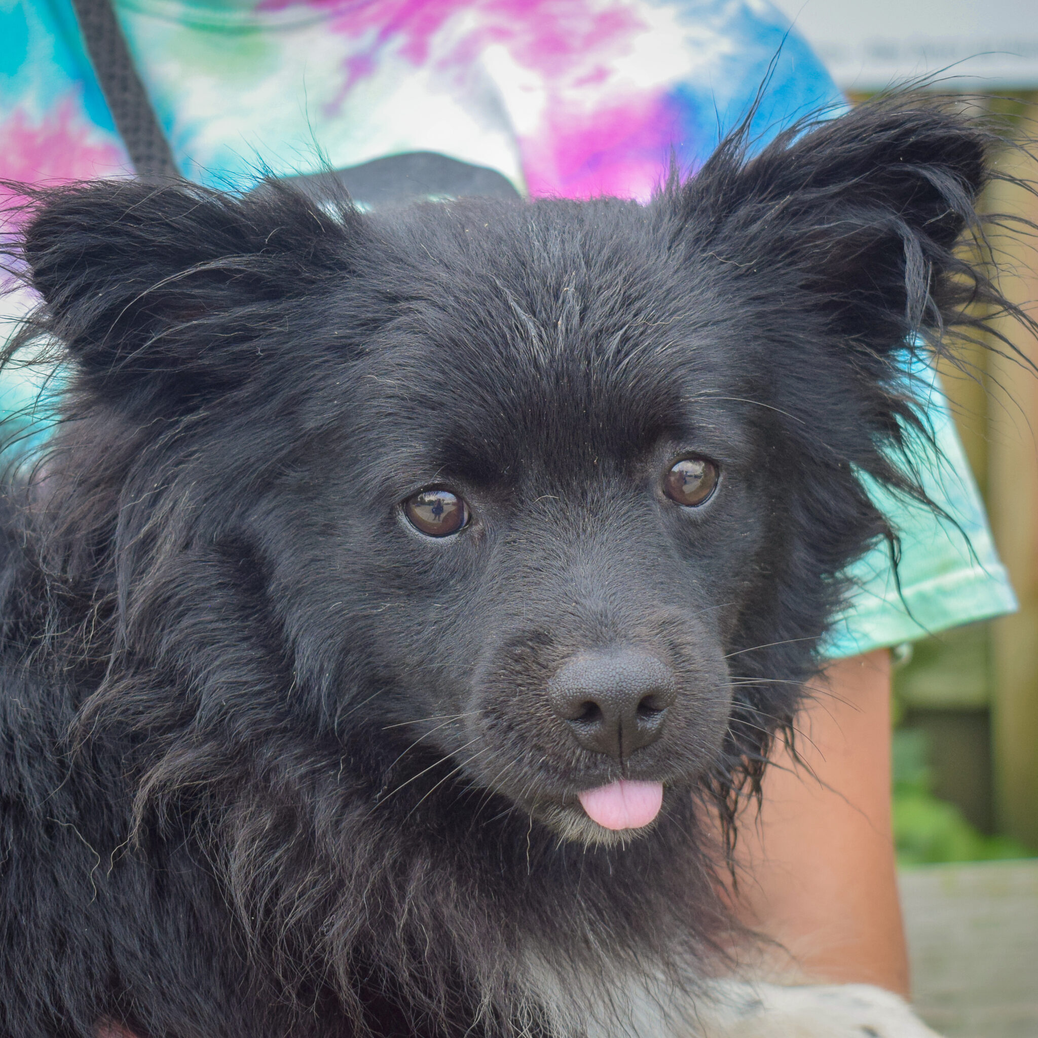 Pogo - Animal House Shelter
