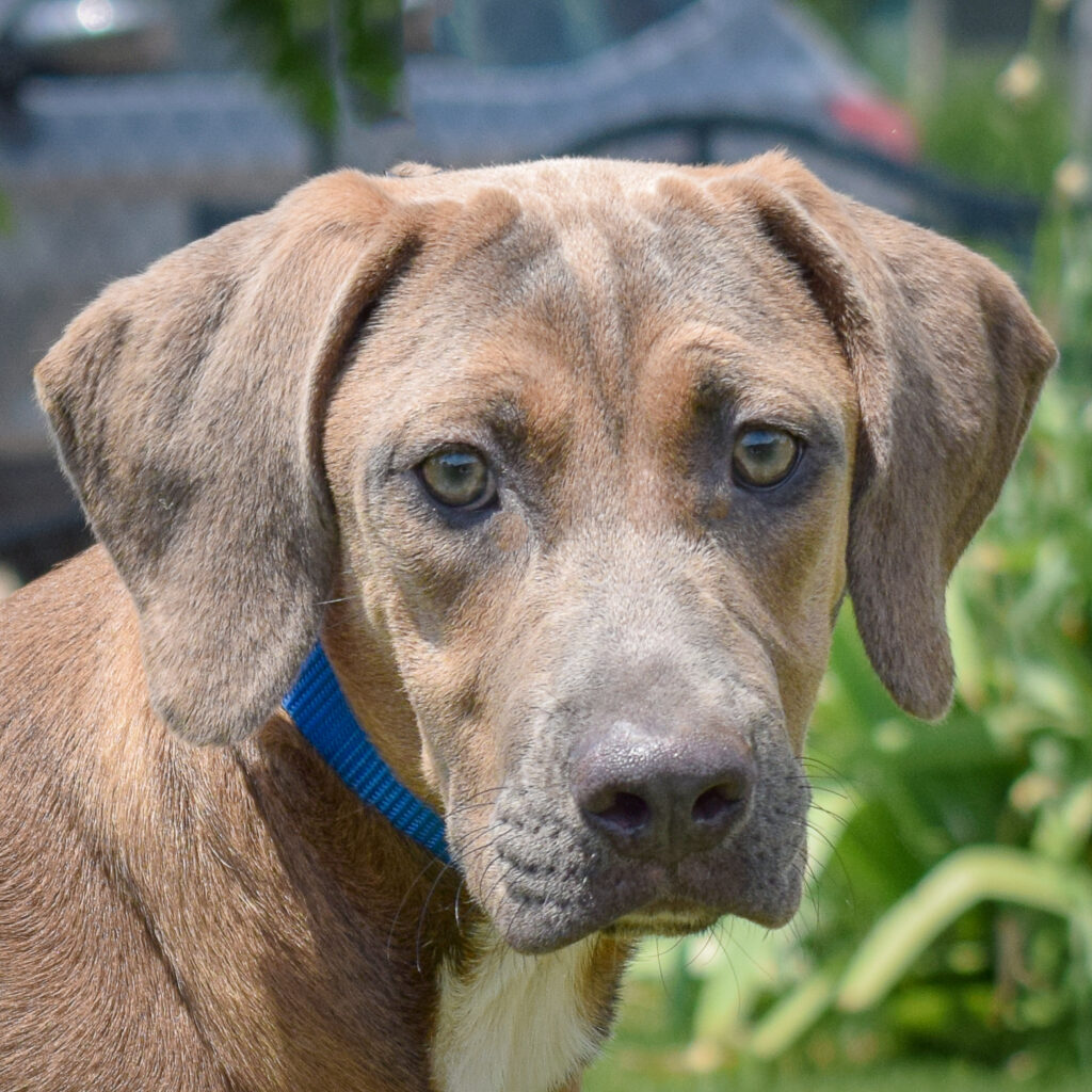 Stormy - Animal House Shelter