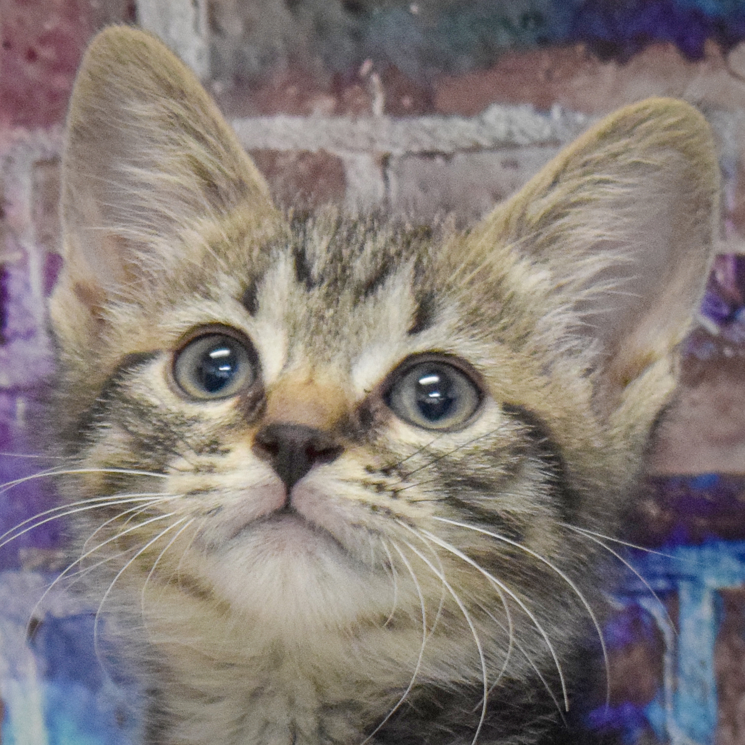 Topaz - Animal House Shelter