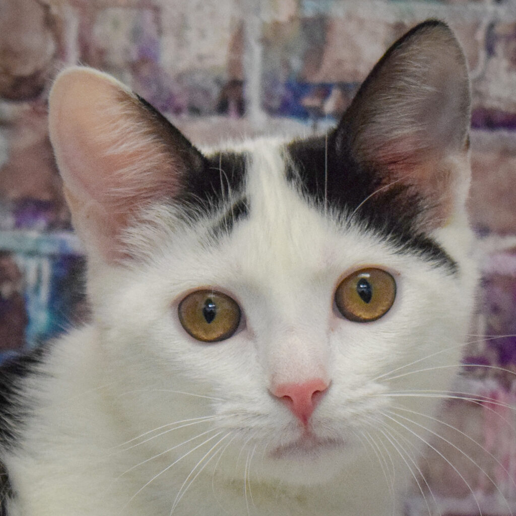 Wendolene - Animal House Shelter