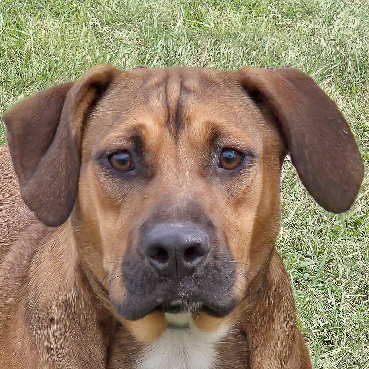 Windy - Animal House Shelter