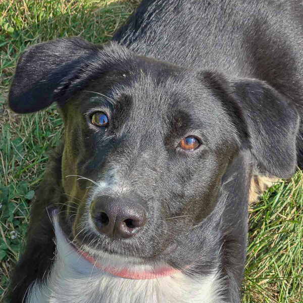 Find a Dog to Adopt or Foster near me | Animal House Shelter