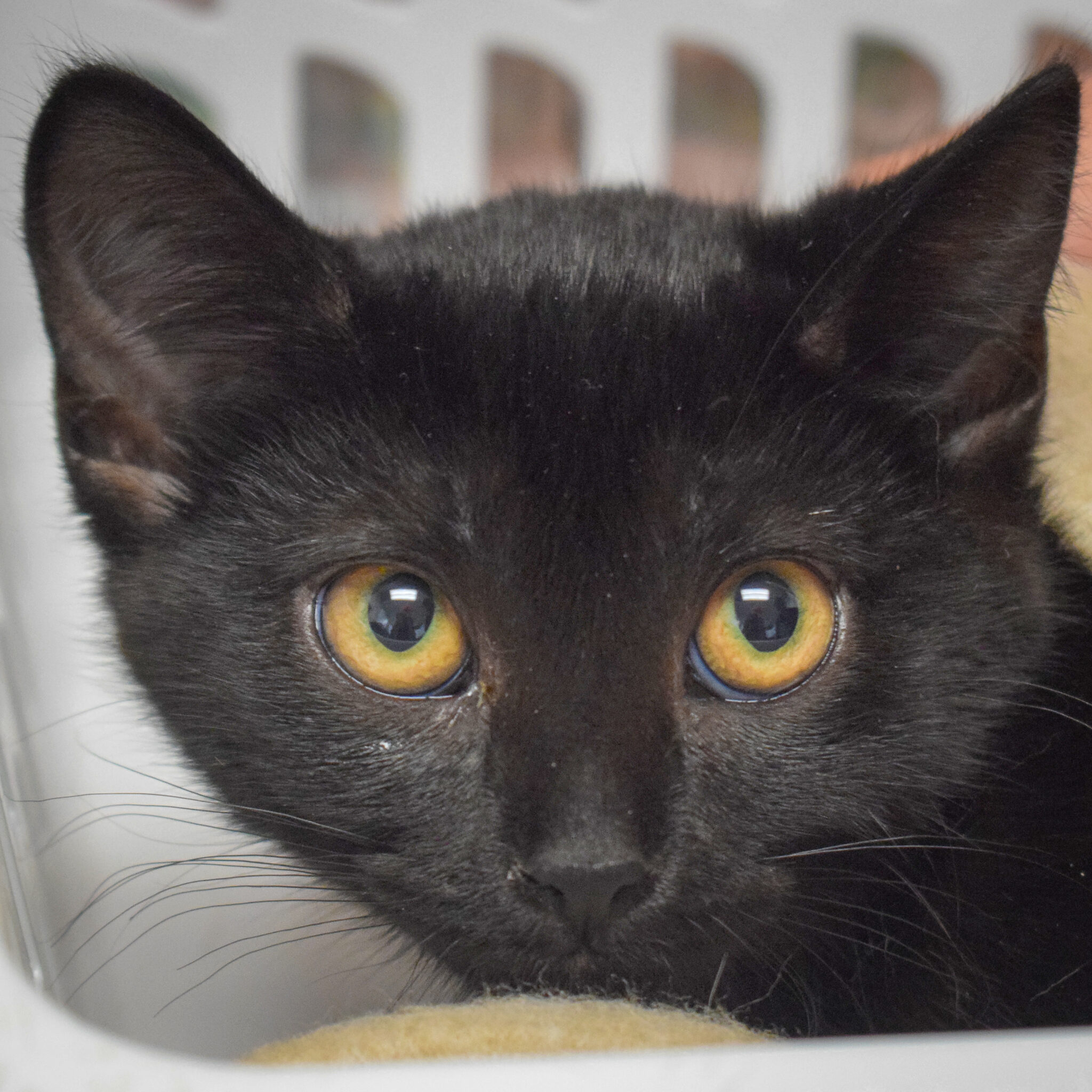 Coco - Animal House Shelter