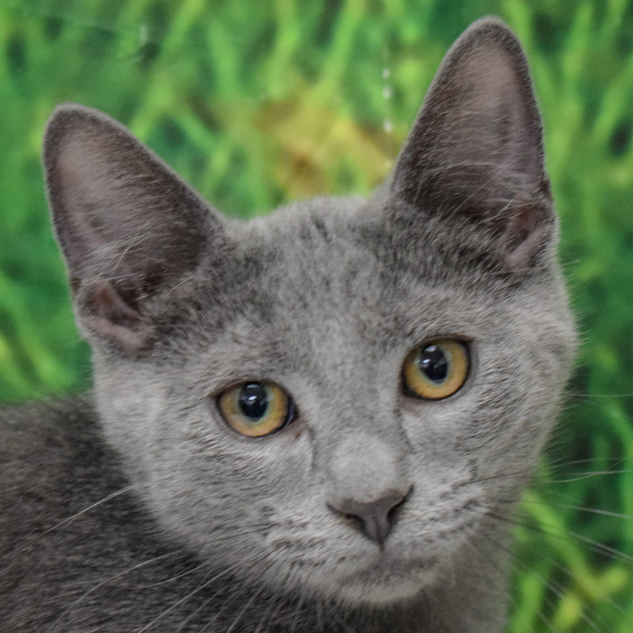 Durango - Animal House Shelter