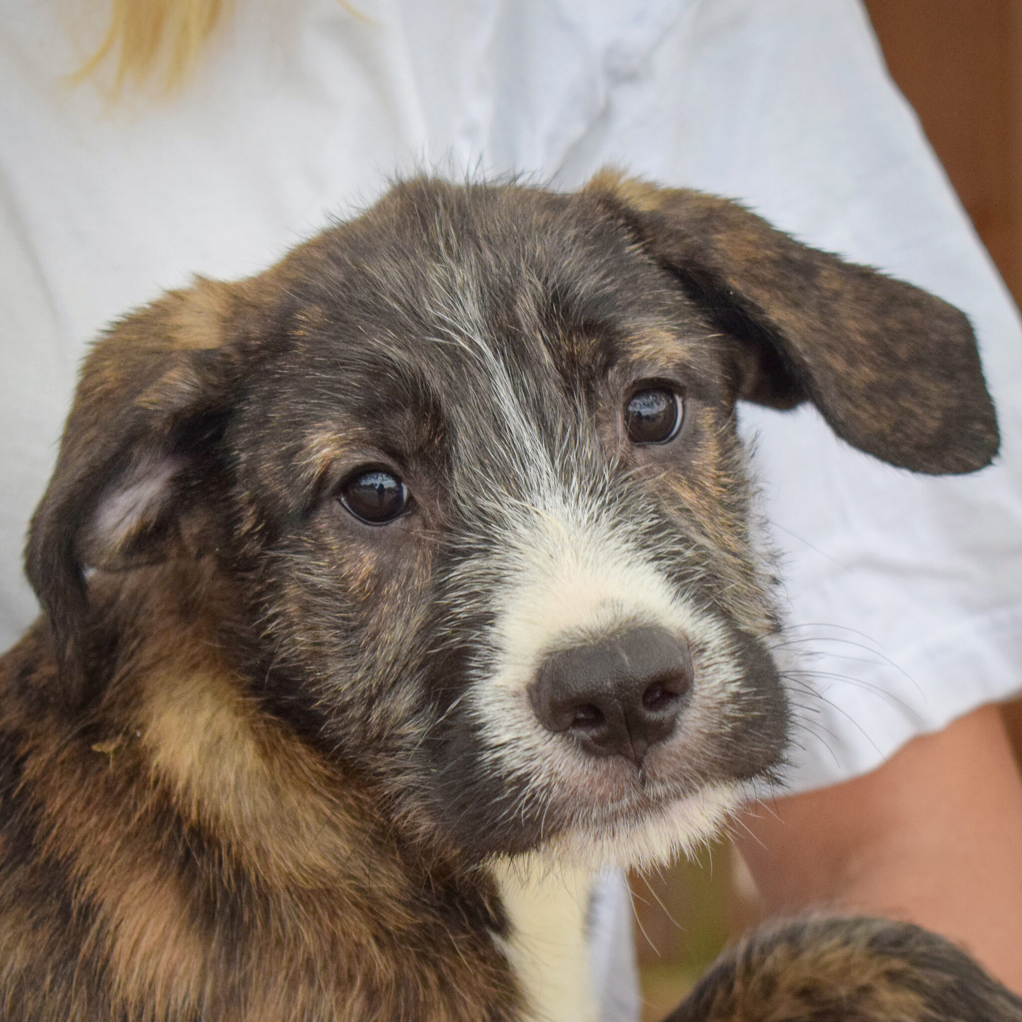 Edward Cullen - Animal House Shelter