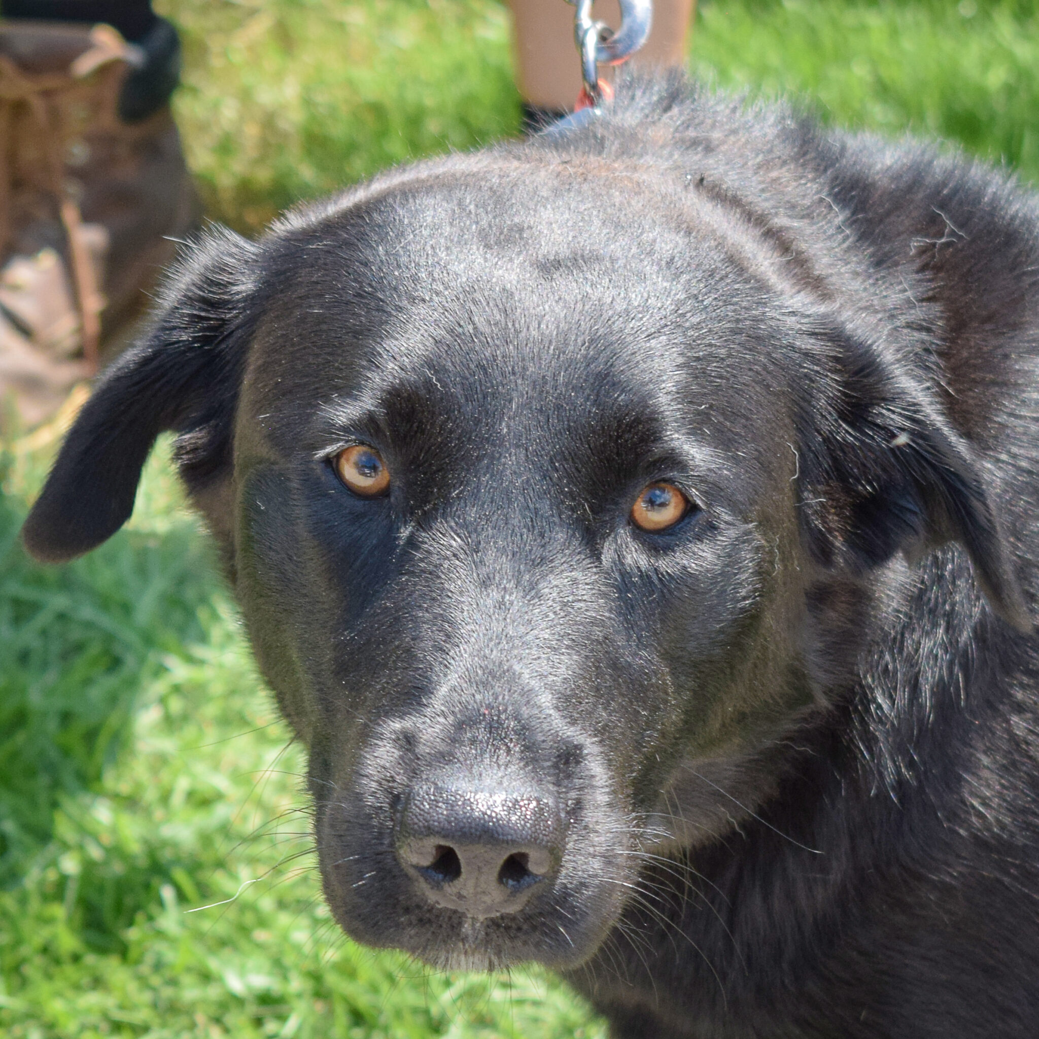Fern - Animal House Shelter