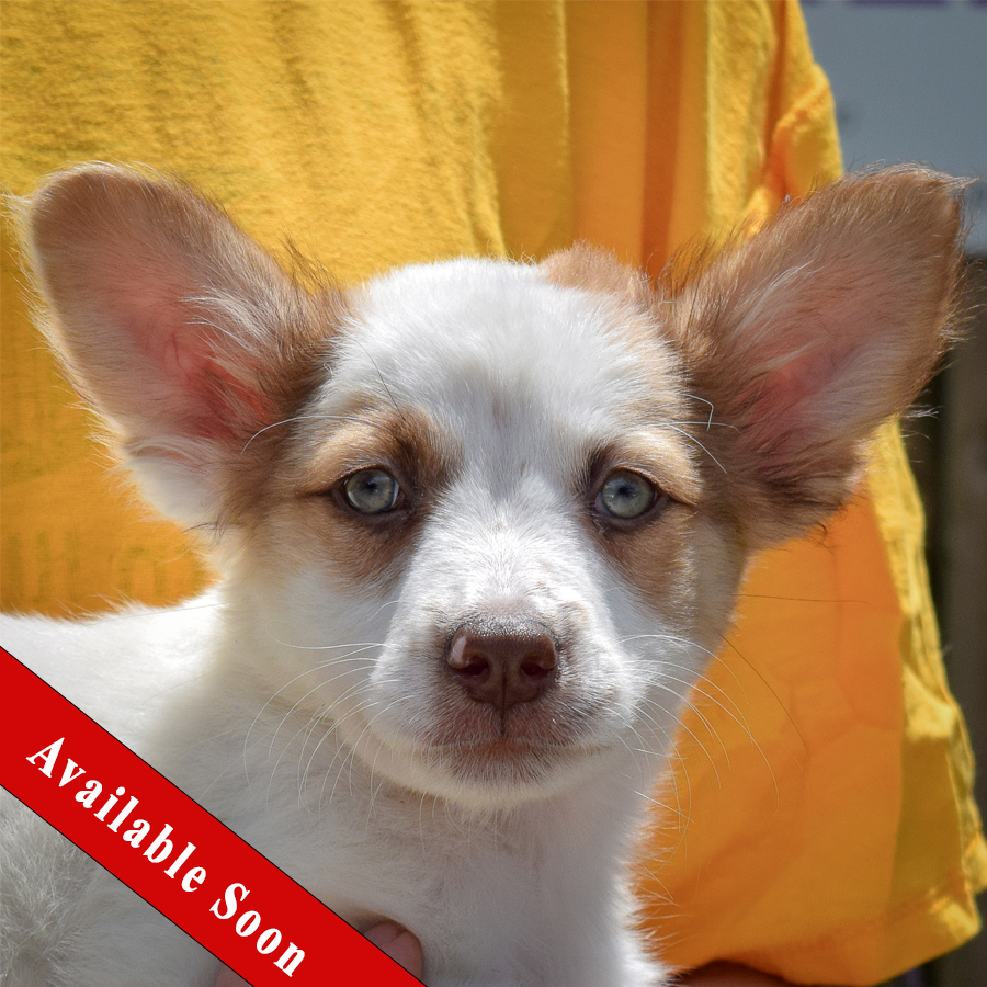 Frita - Animal House Shelter