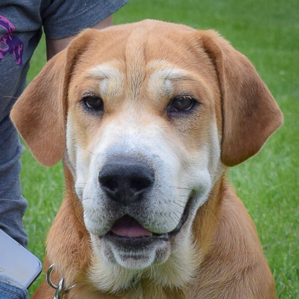 Ham - Animal House Shelter