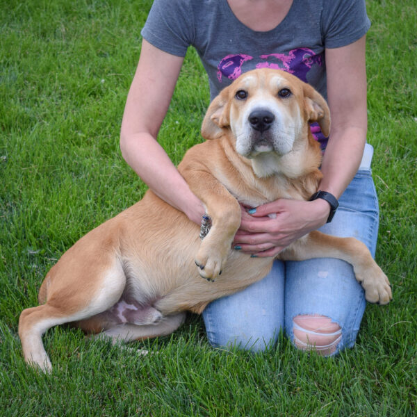 Ham - Animal House Shelter