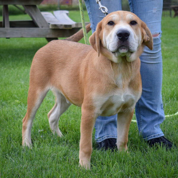 Ham - Animal House Shelter