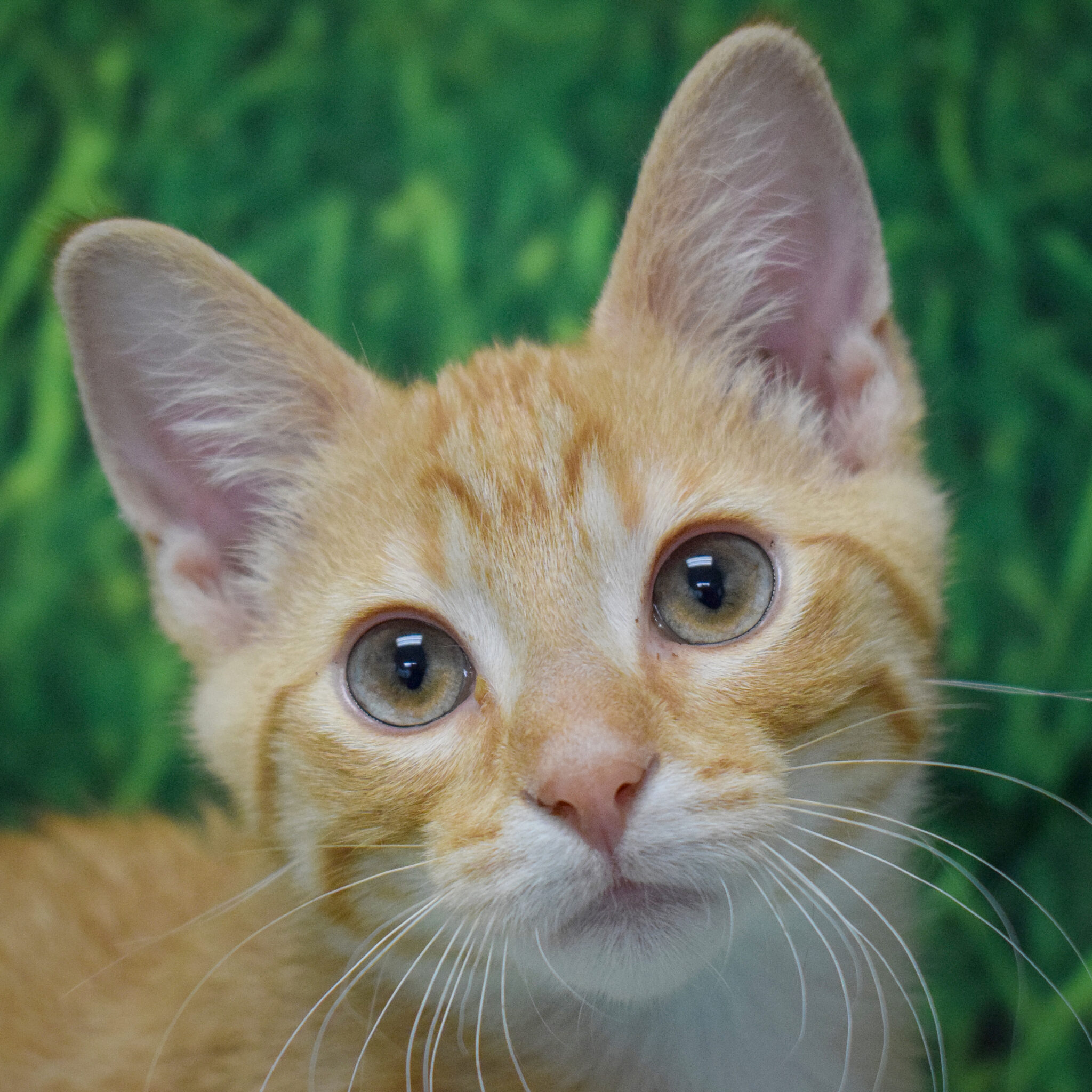 Hurricane - Animal House Shelter