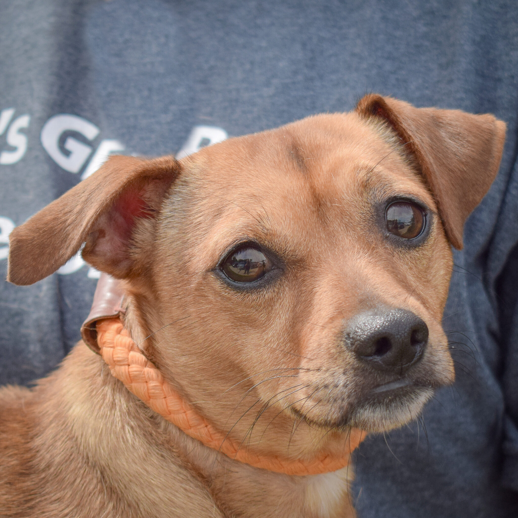 Joey - Animal House Shelter