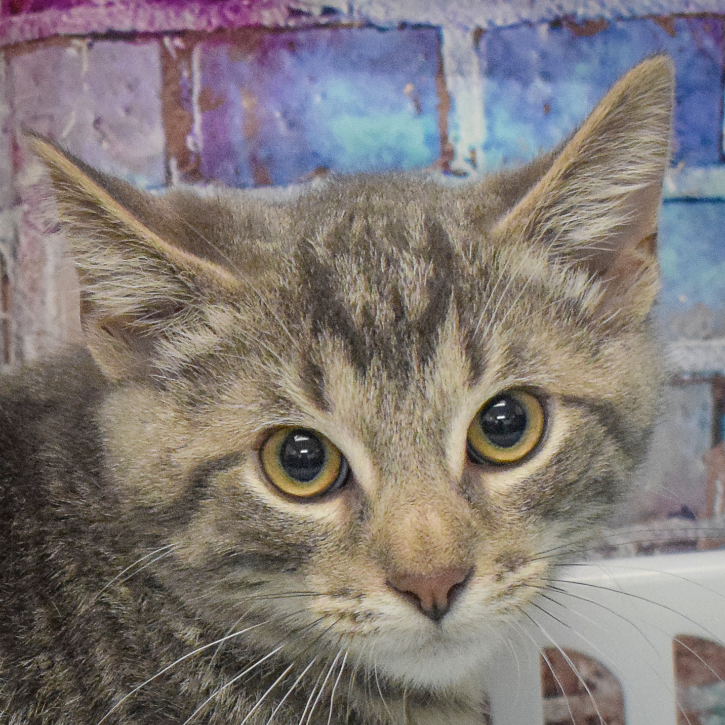 Kiwi - Animal House Shelter