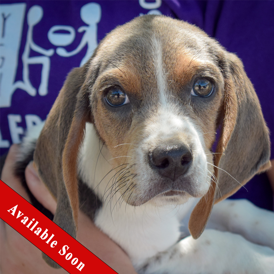 Koe - Animal House Shelter