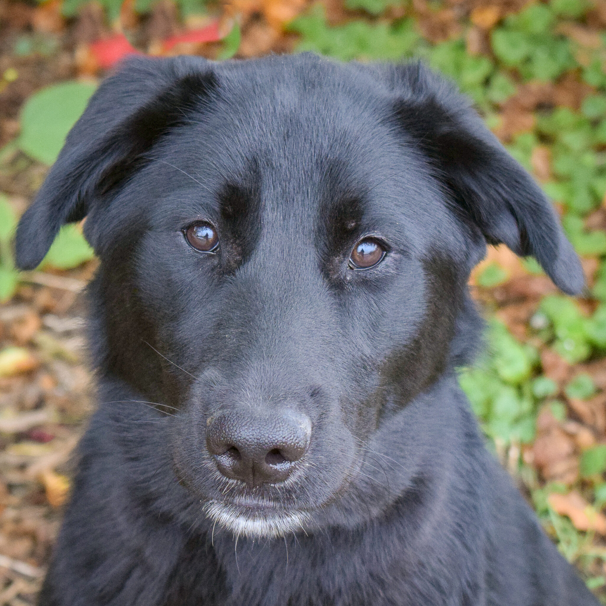 Lucy - Animal House Shelter