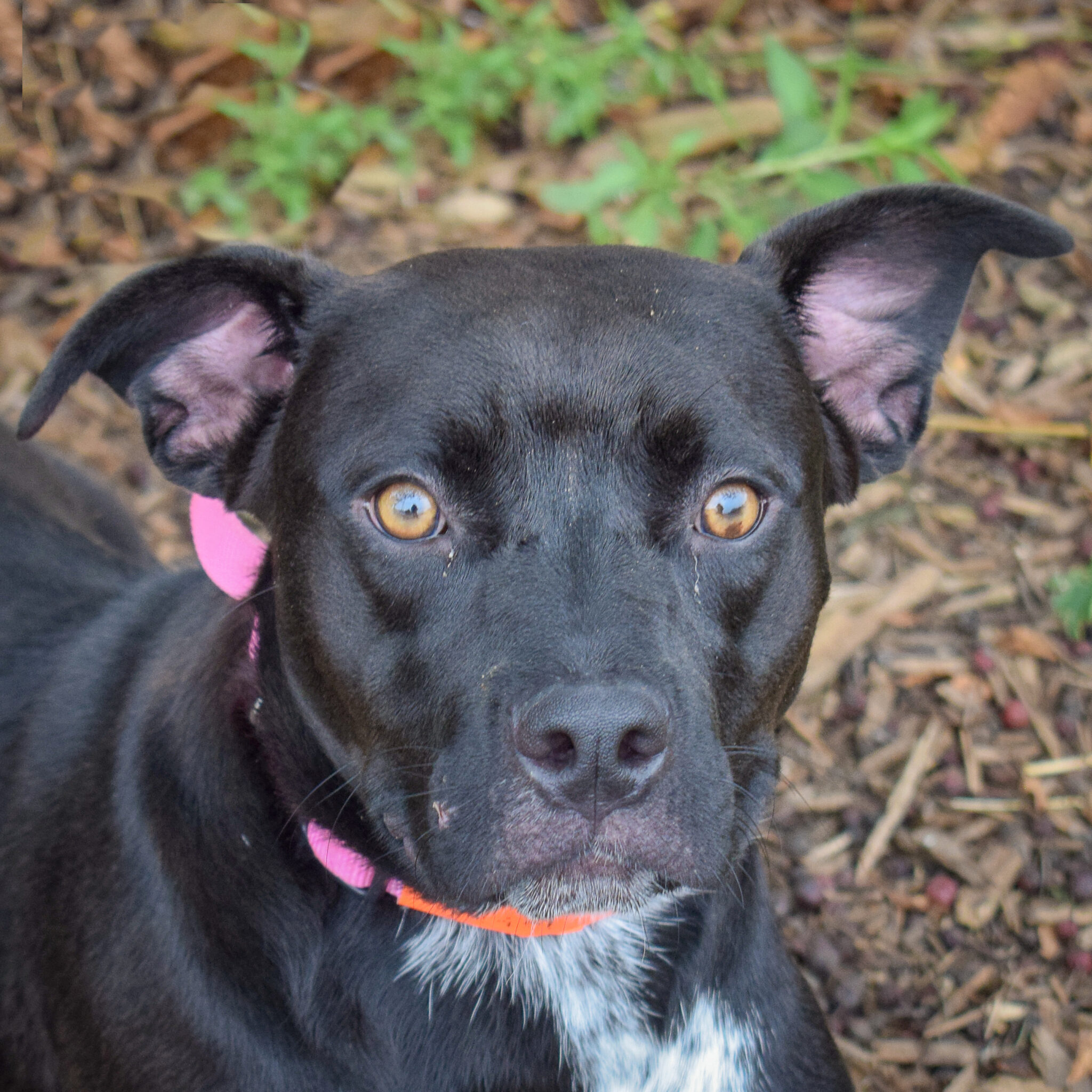 Mandy - Animal House Shelter