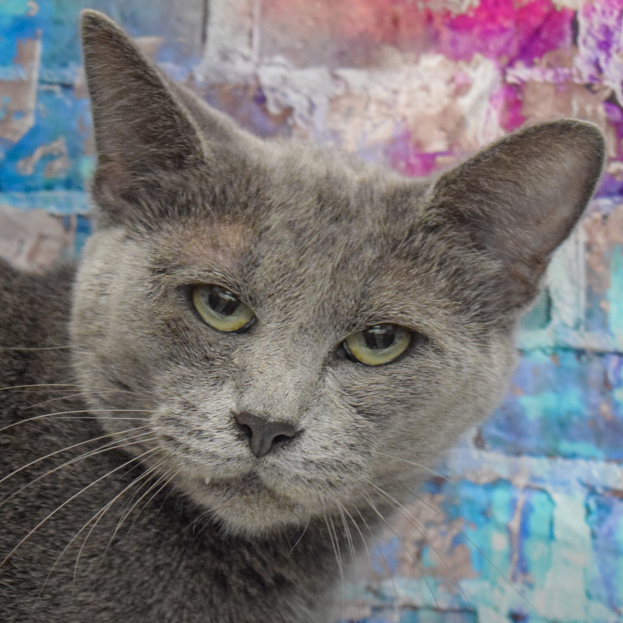 Meeska - Animal House Shelter