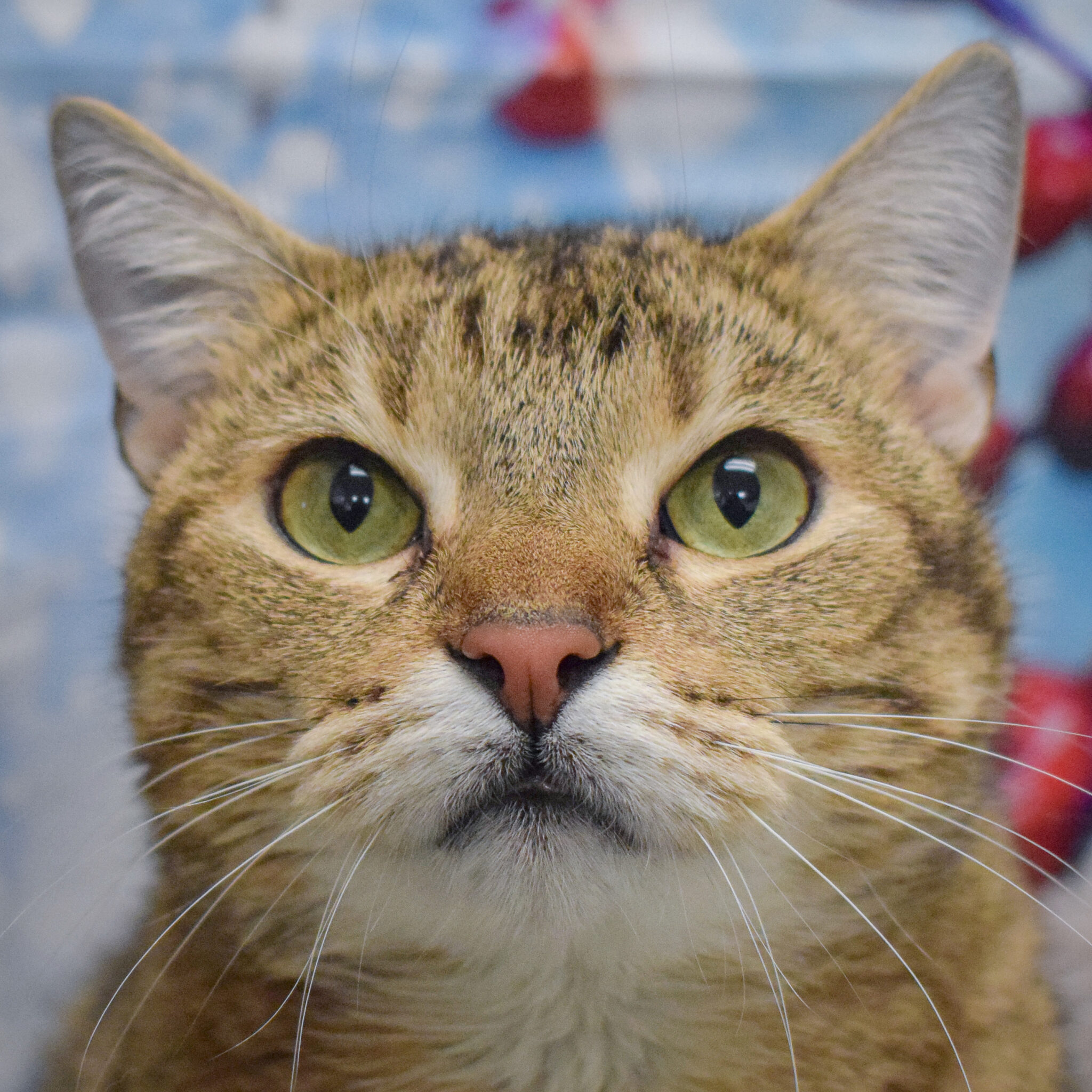 Rhubarb - Animal House Shelter