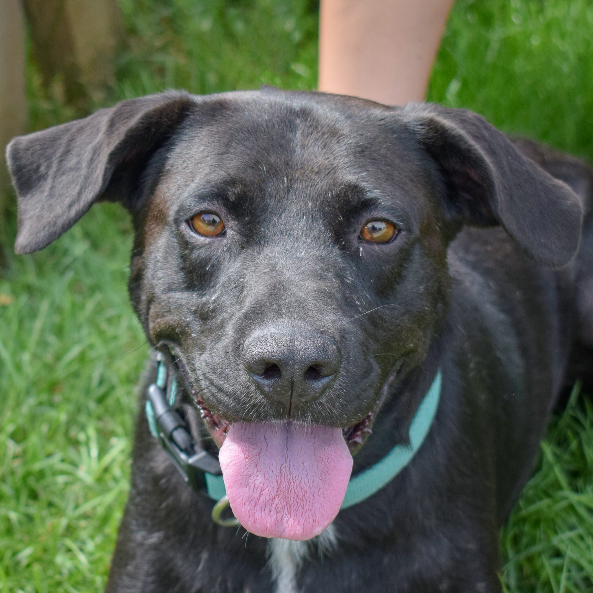 Rita - Animal House Shelter