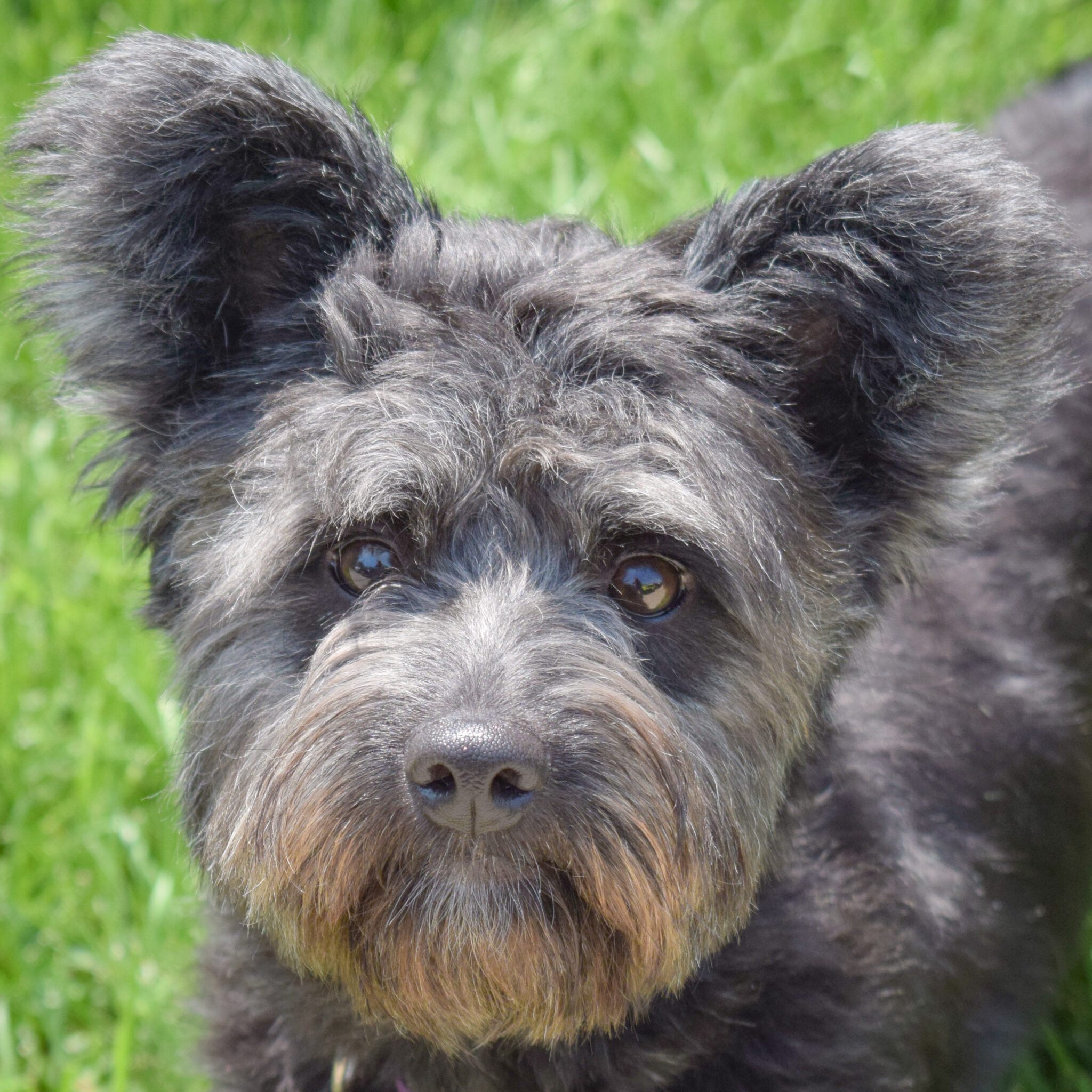 Scotia - Animal House Shelter