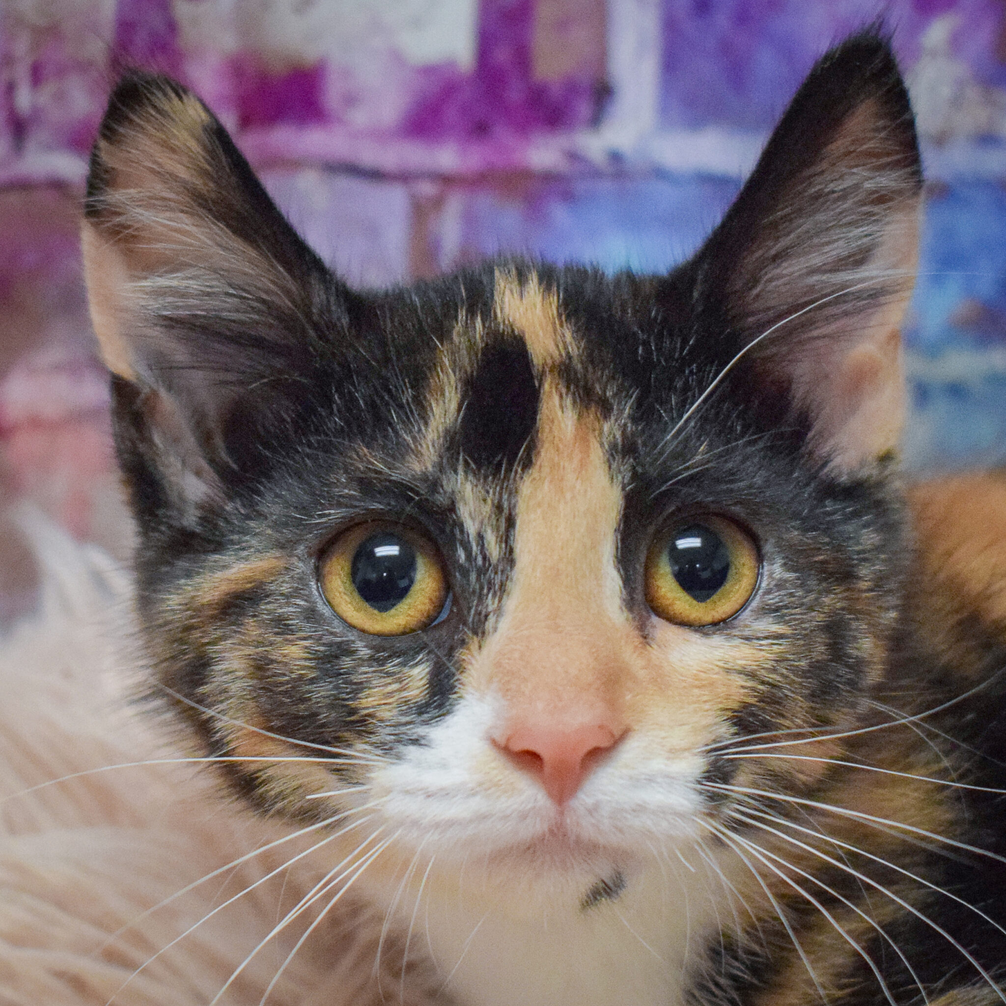 Sprinkle - Animal House Shelter