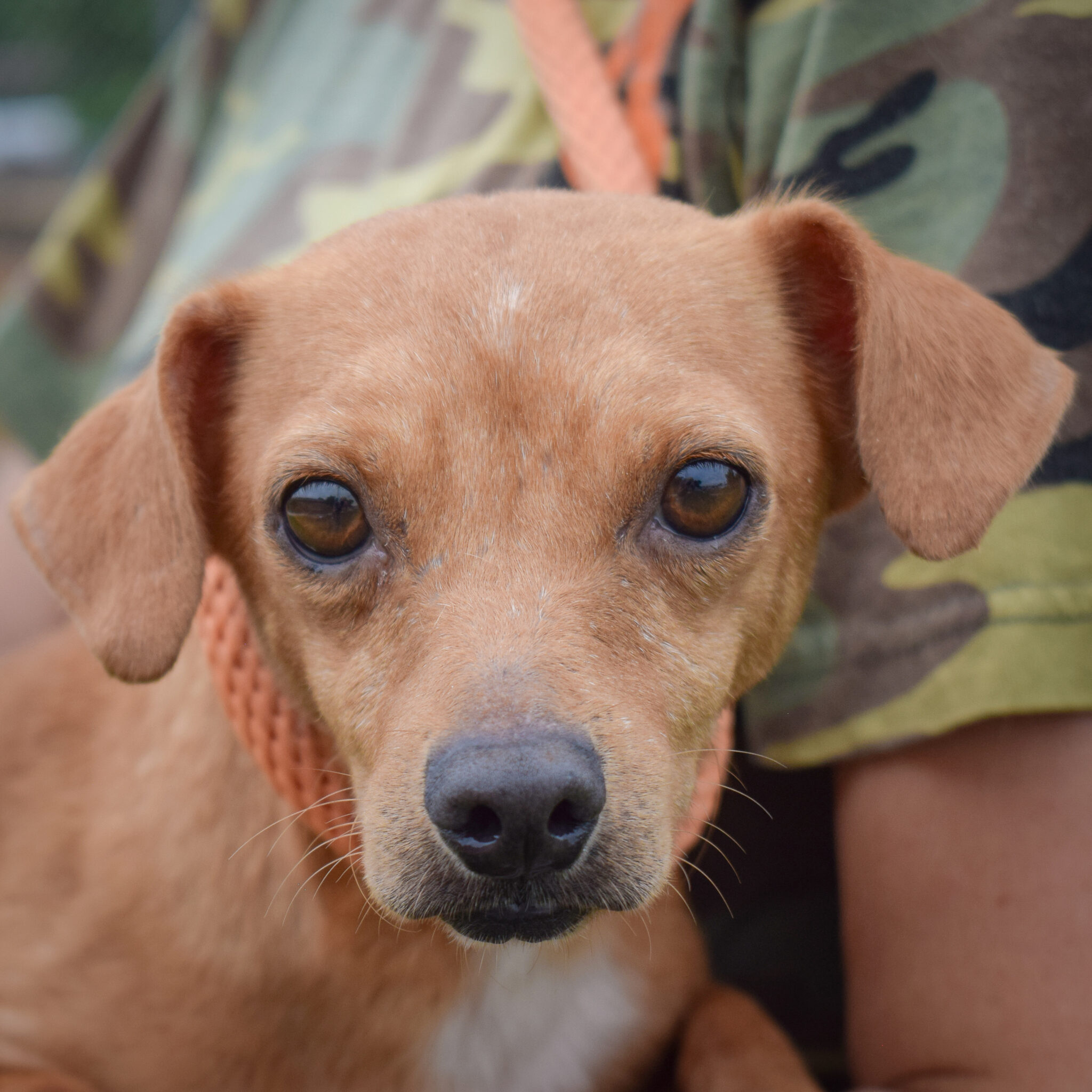 Tingy - Animal House Shelter