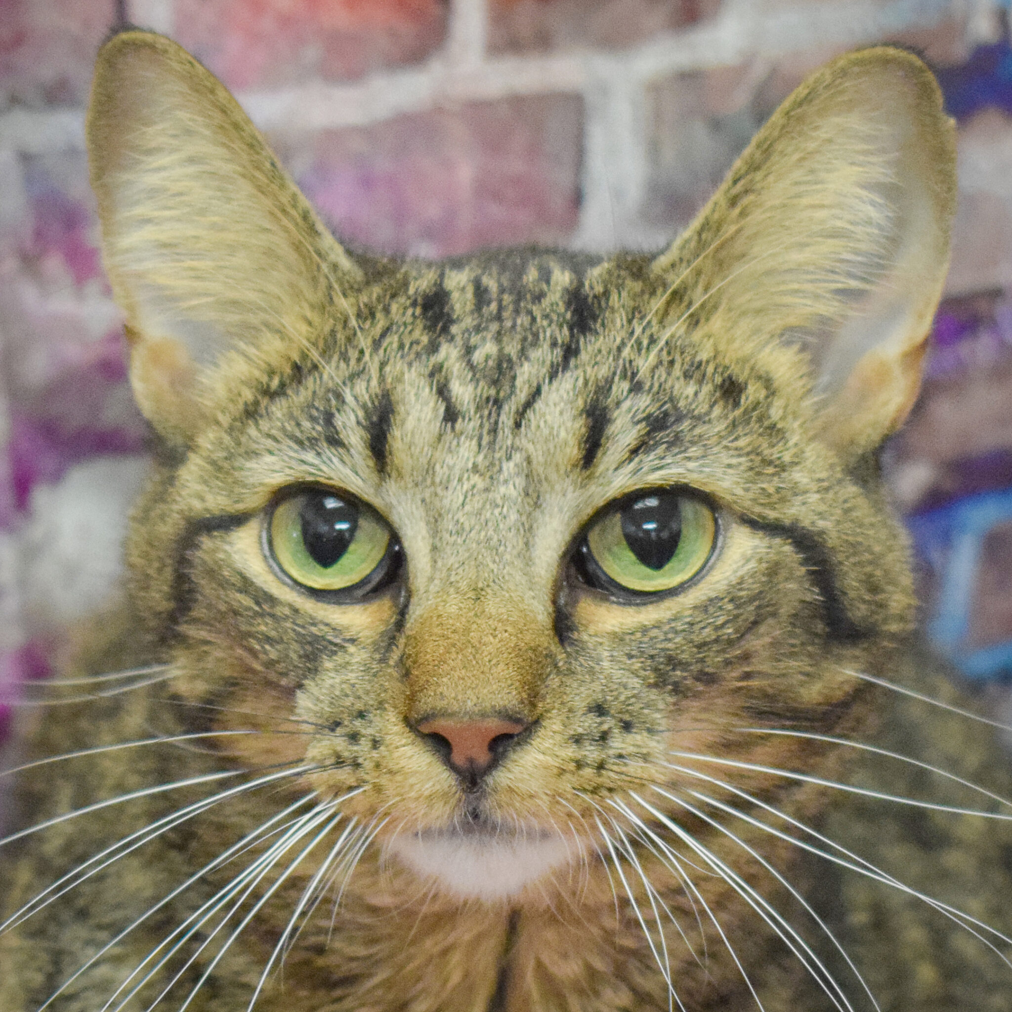 Willow - Animal House Shelter