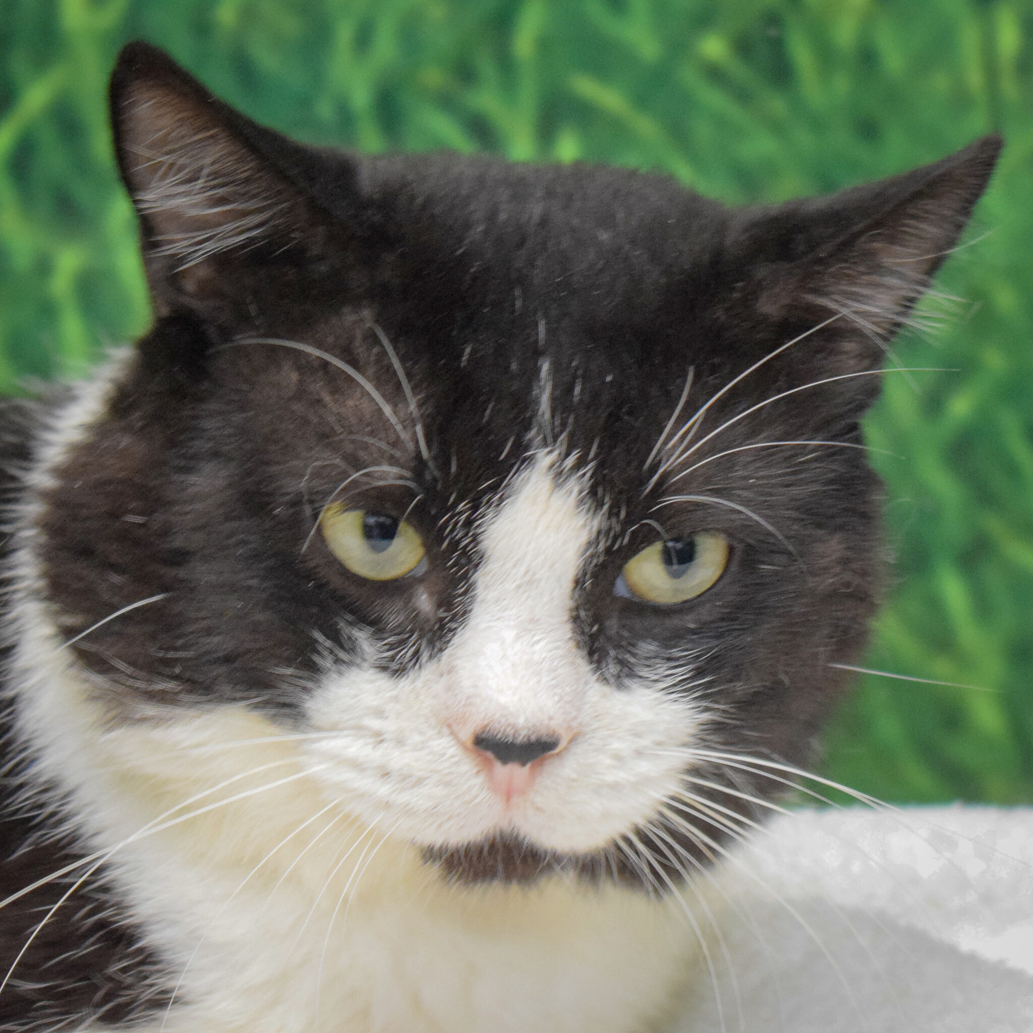 Zazu - Animal House Shelter