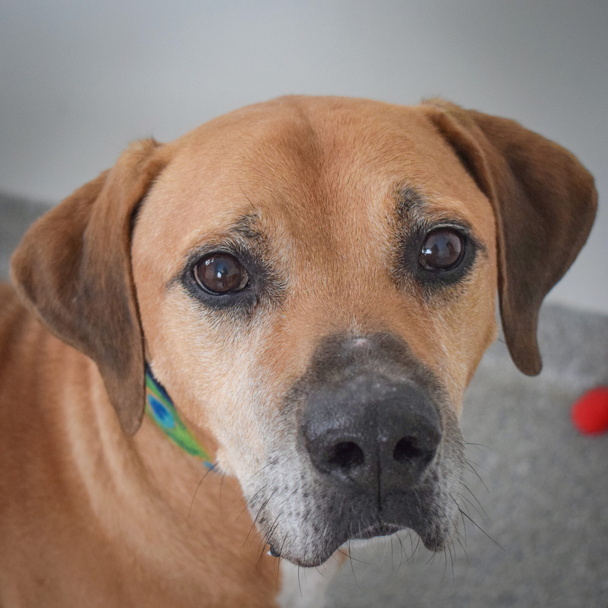 Amos - Animal House Shelter