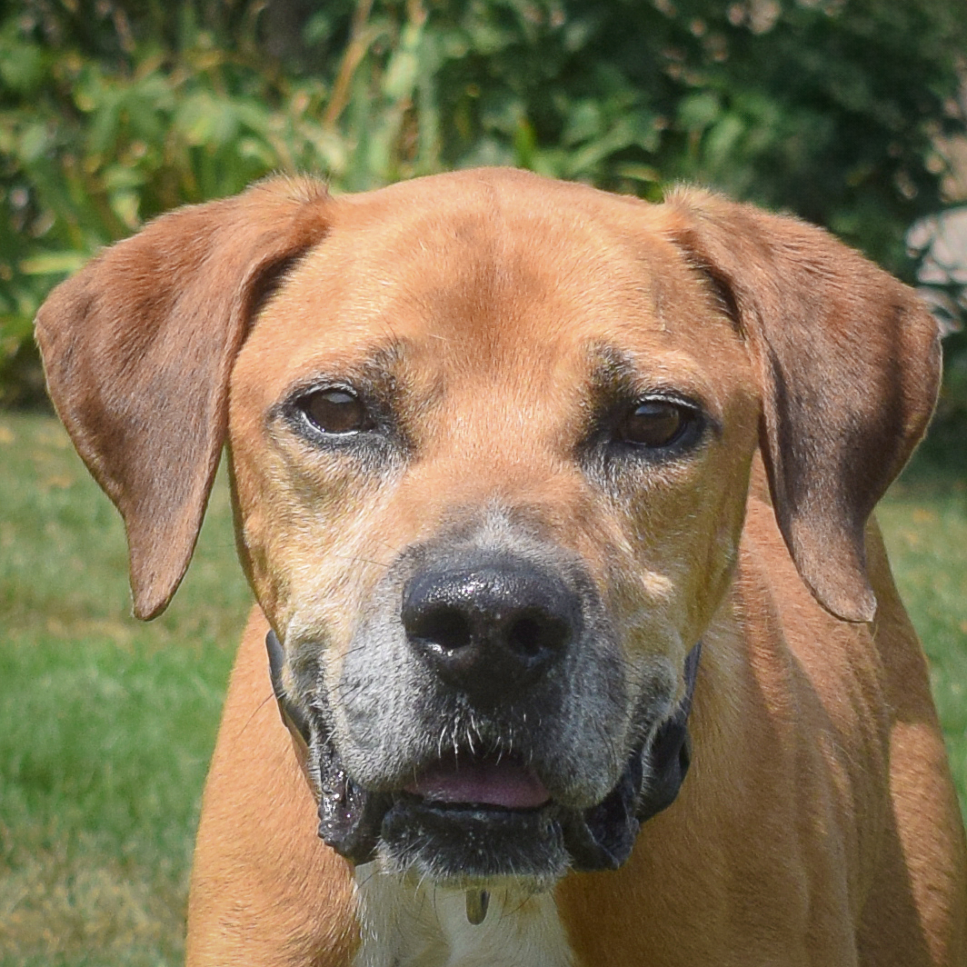 Amos - Animal House Shelter