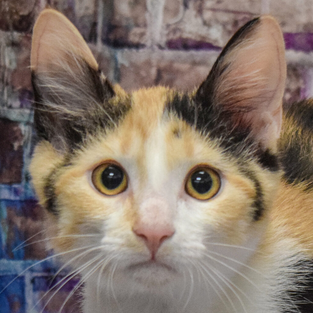 Apricot - Animal House Shelter