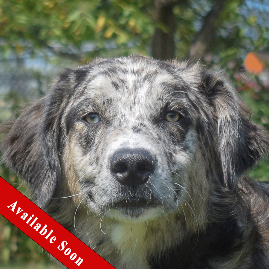 Gemma - Animal House Shelter