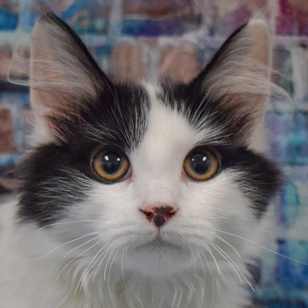 Goobie - Animal House Shelter