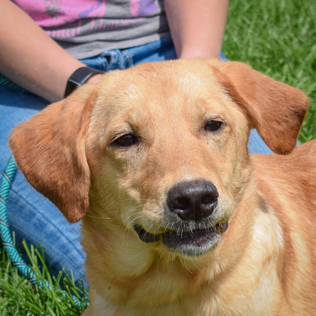 Kylie George - Animal House Shelter